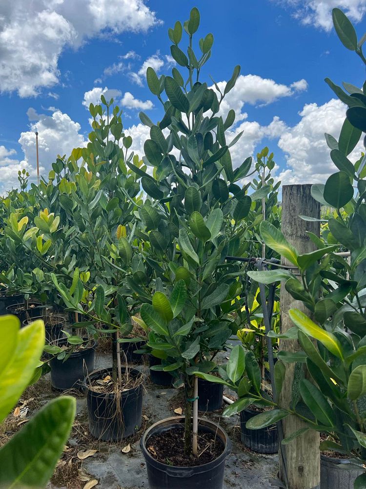 Martin County Gallery – Botanics Wholesale Nursery