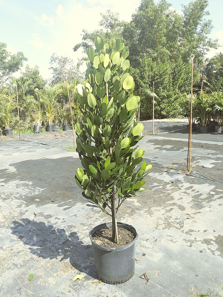 Garcinia Farms Landscaping Inc. | plantANT.com