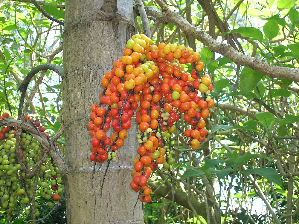 Gaussia maya - Maya Palm, Opsiandra maya