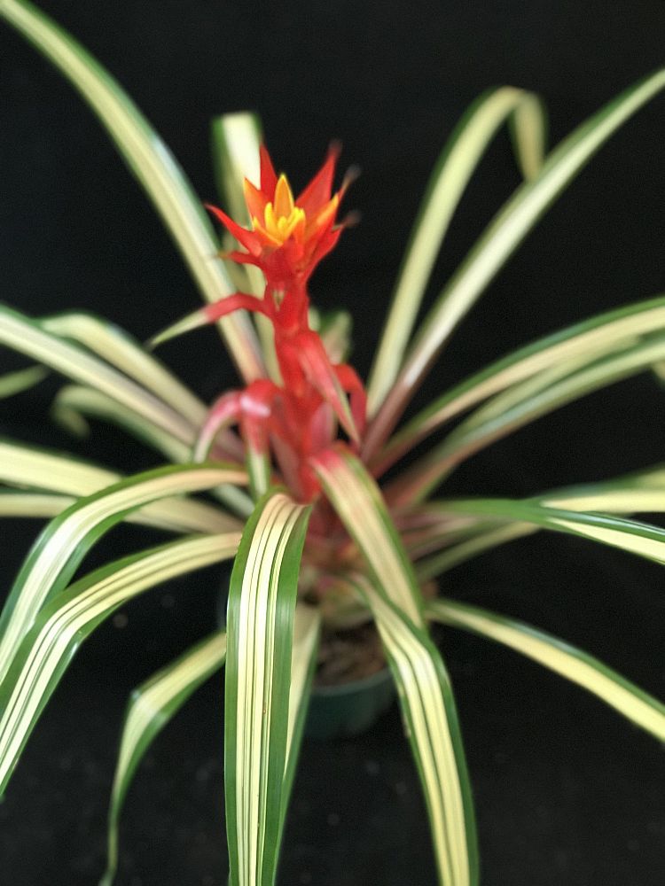 Gallery – Living Colors Nursery