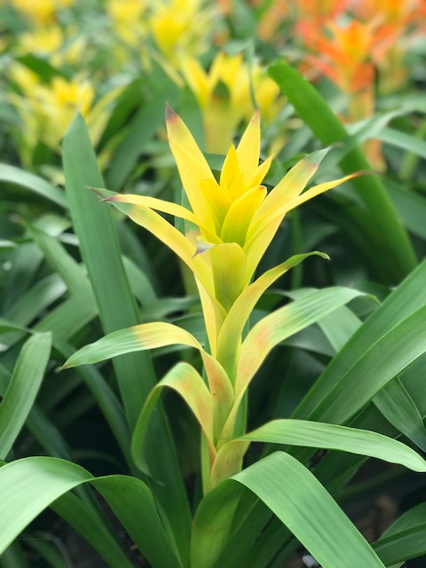 Gallery – Living Colors Nursery