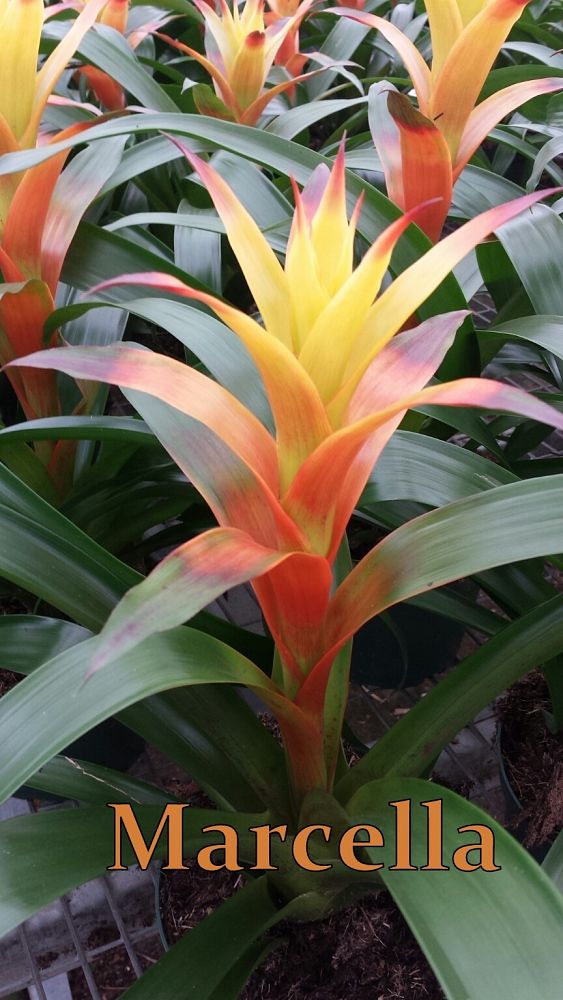 Gallery – Living Colors Nursery