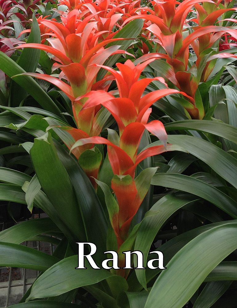 Gallery – Living Colors Nursery