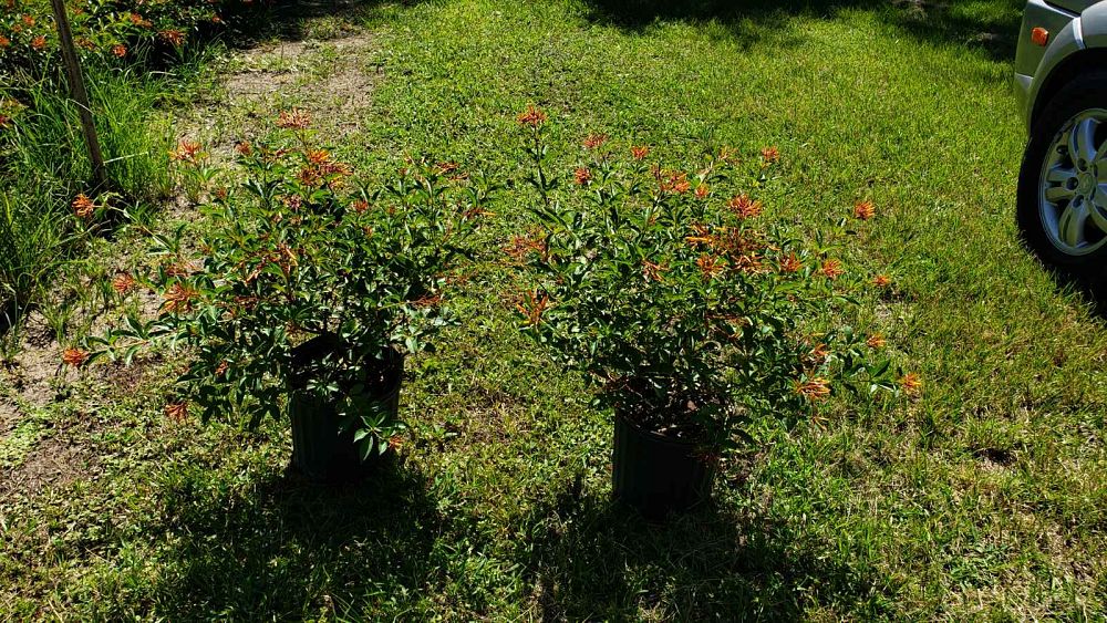 Magic Greens | plantANT.com