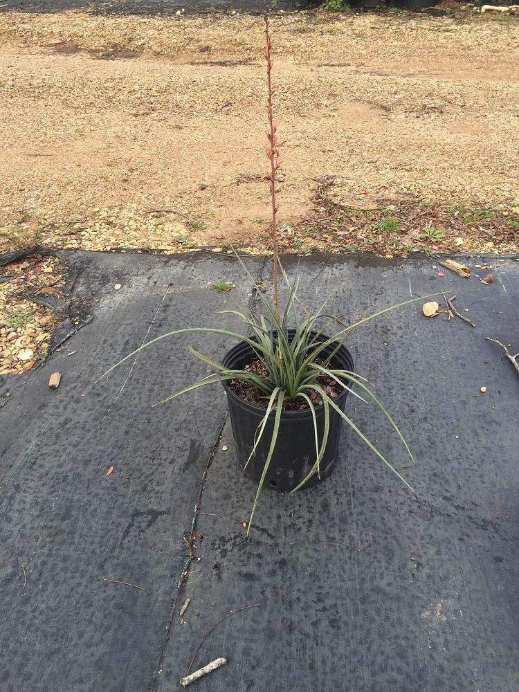 Gallery - Texas Wholesale Nursery