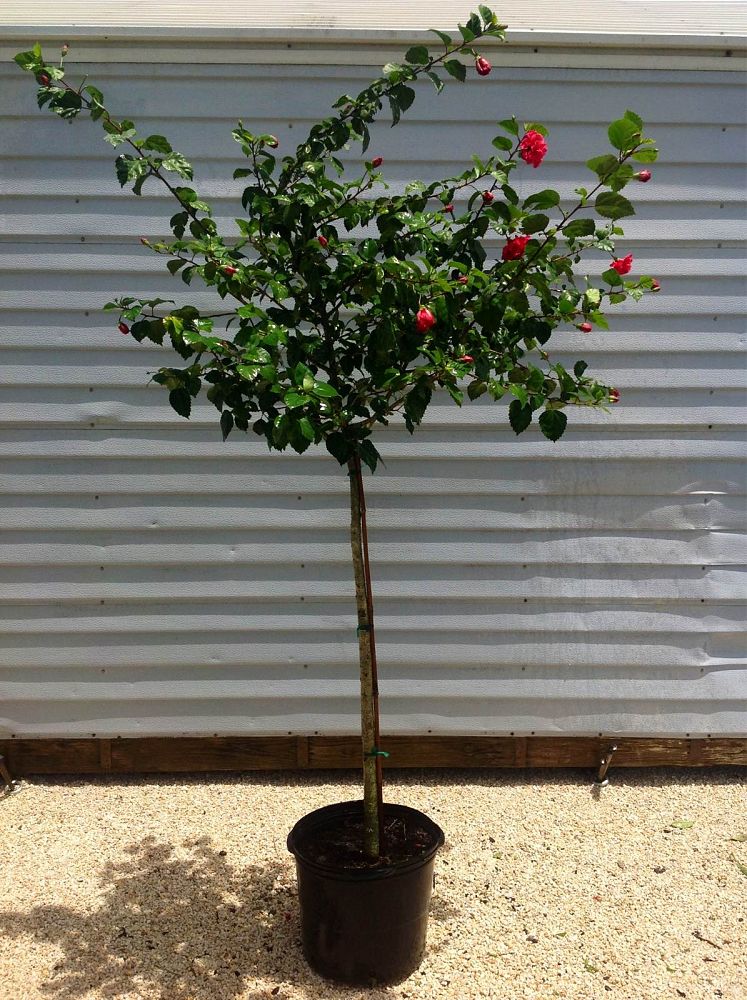 A's Ornamental Nursery | plantANT.com