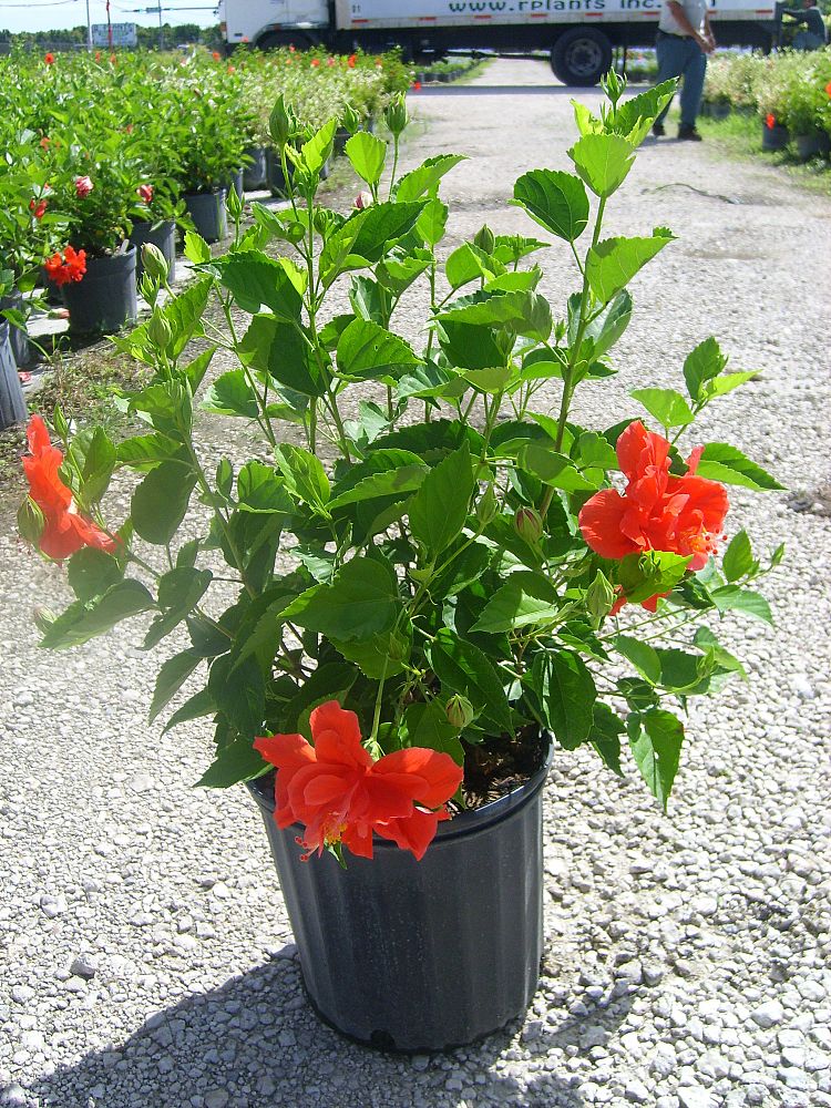 Hibiscus rosa-sinensis 'Double Red', Chinese Hibiscus
