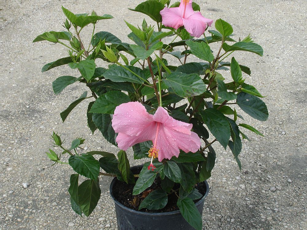 Hibiscus rosa-sinensis 'Seminole Pink', Tropical Hibiscus