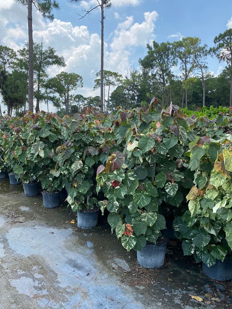 MSA Nursery | plantANT.com