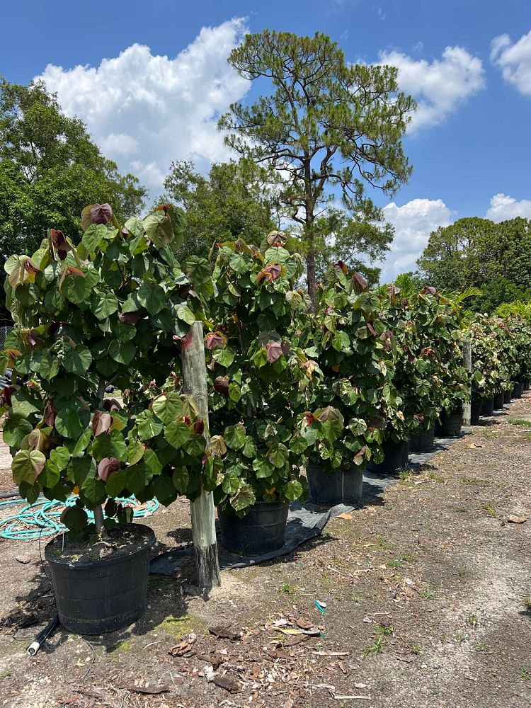 MSA Nursery | plantANT.com