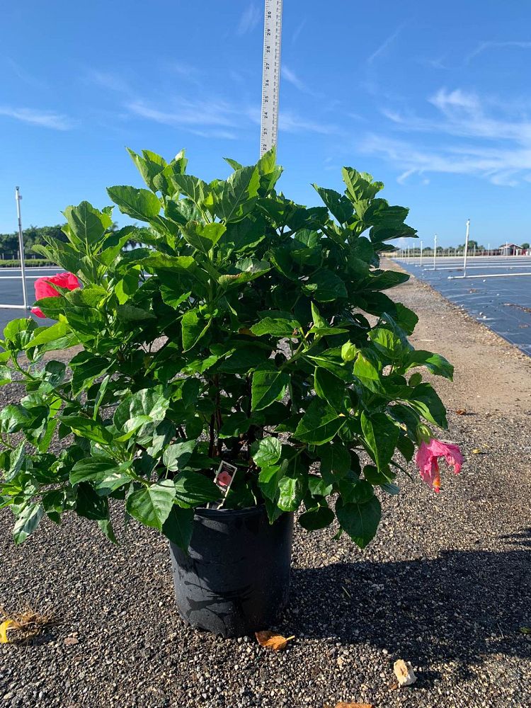 R Plants Nursery | plantANT.com