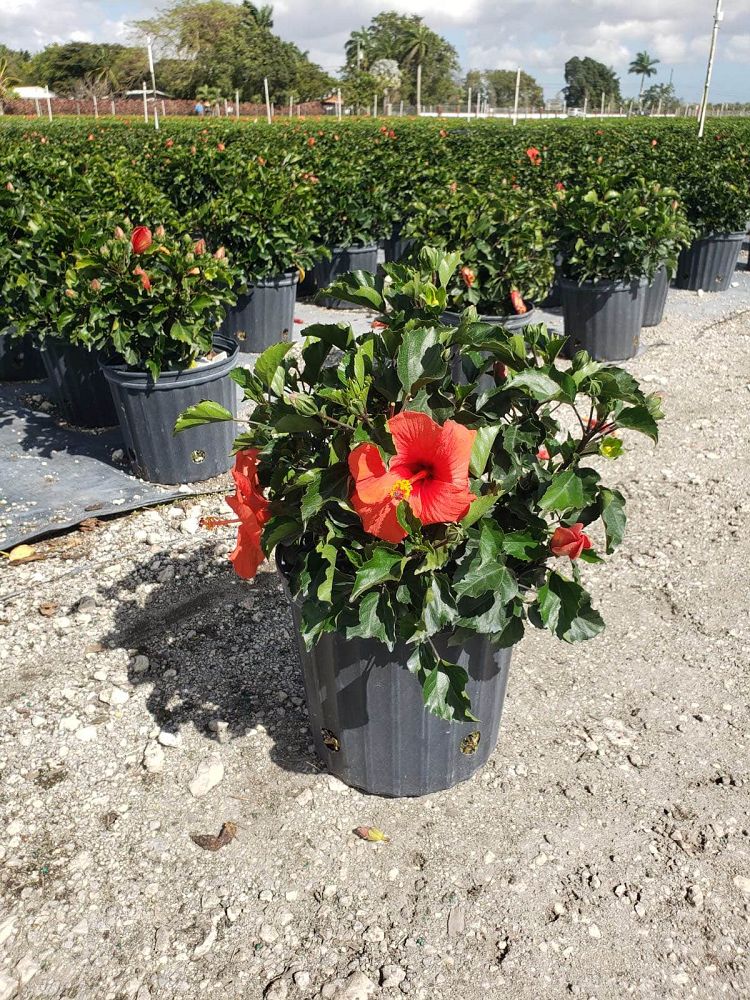 R Plants Nursery | plantANT.com