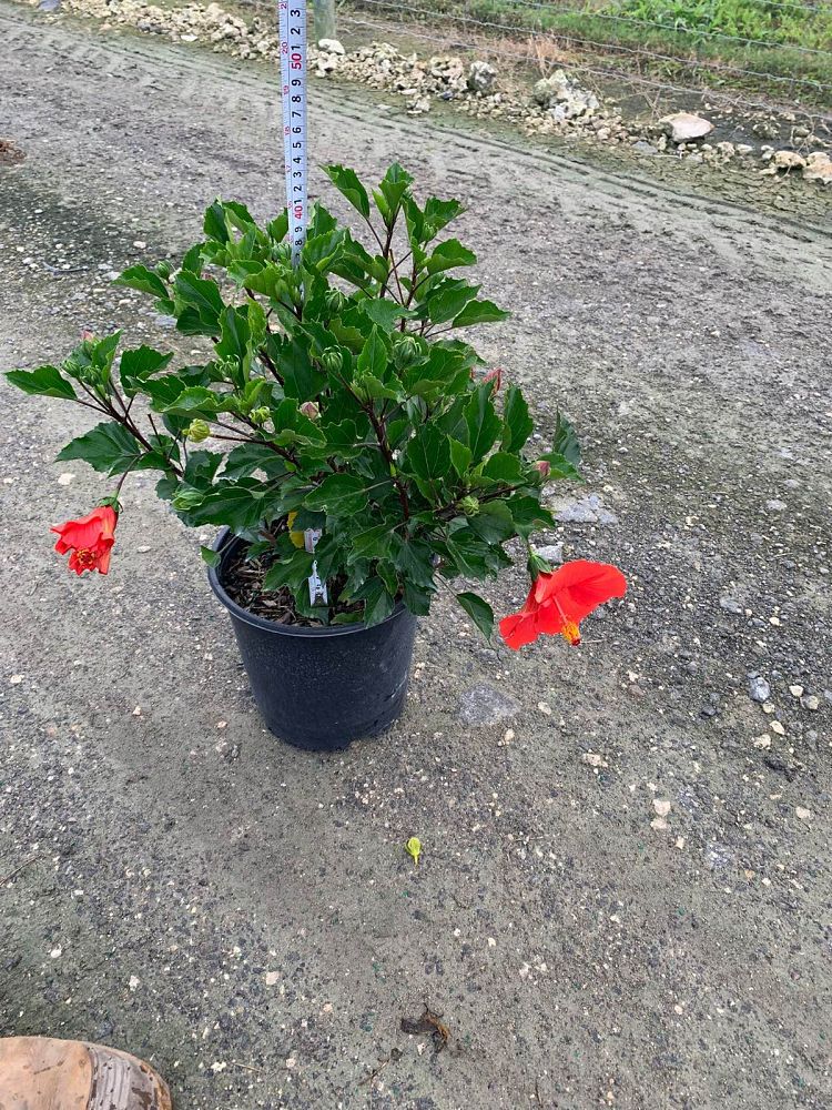 R Plants Nursery | plantANT.com