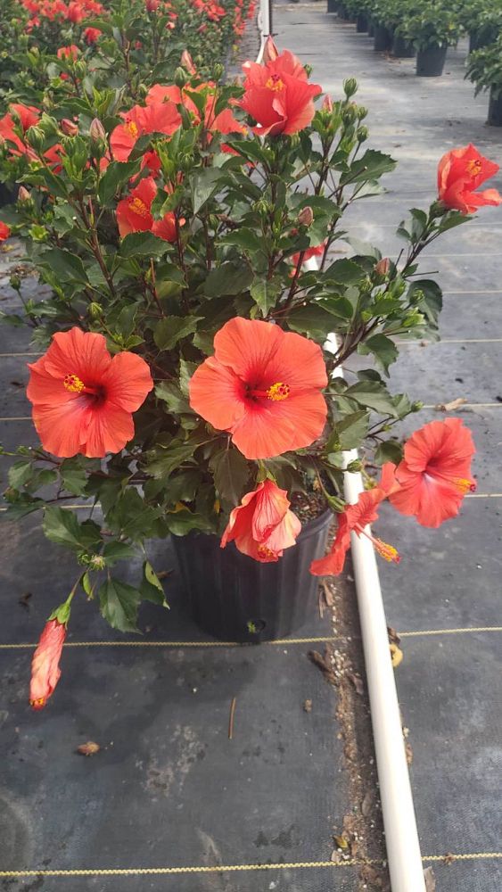 R Plants Nursery | plantANT.com