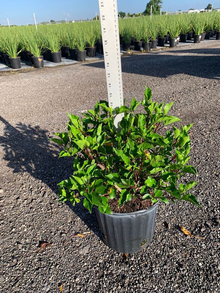 R Plants Nursery | plantANT.com
