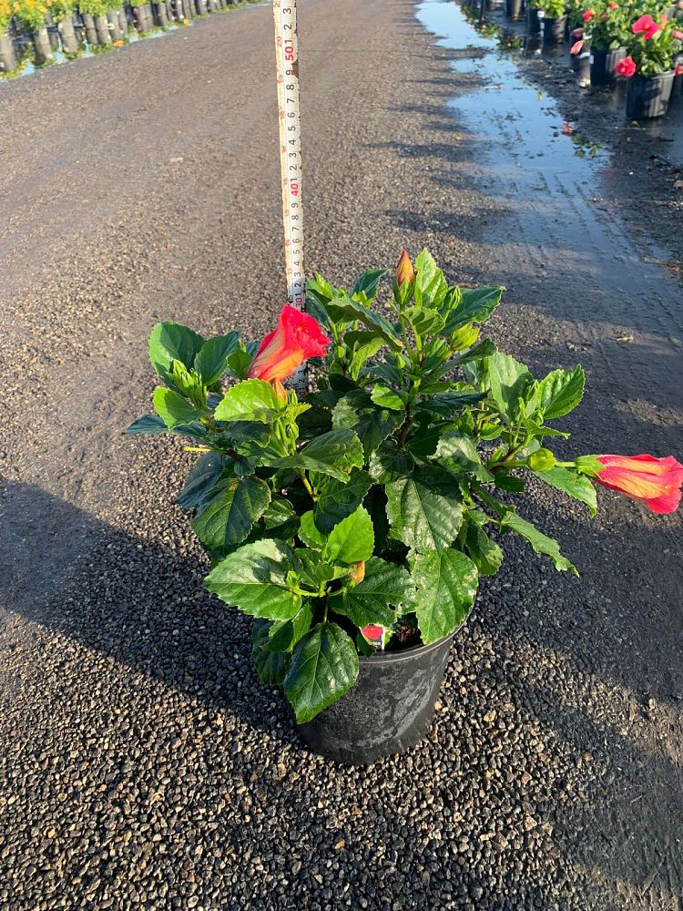 R Plants Nursery | plantANT.com