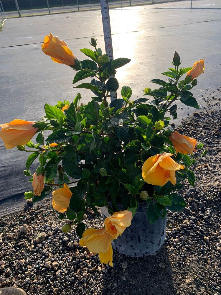 R Plants Nursery | plantANT.com