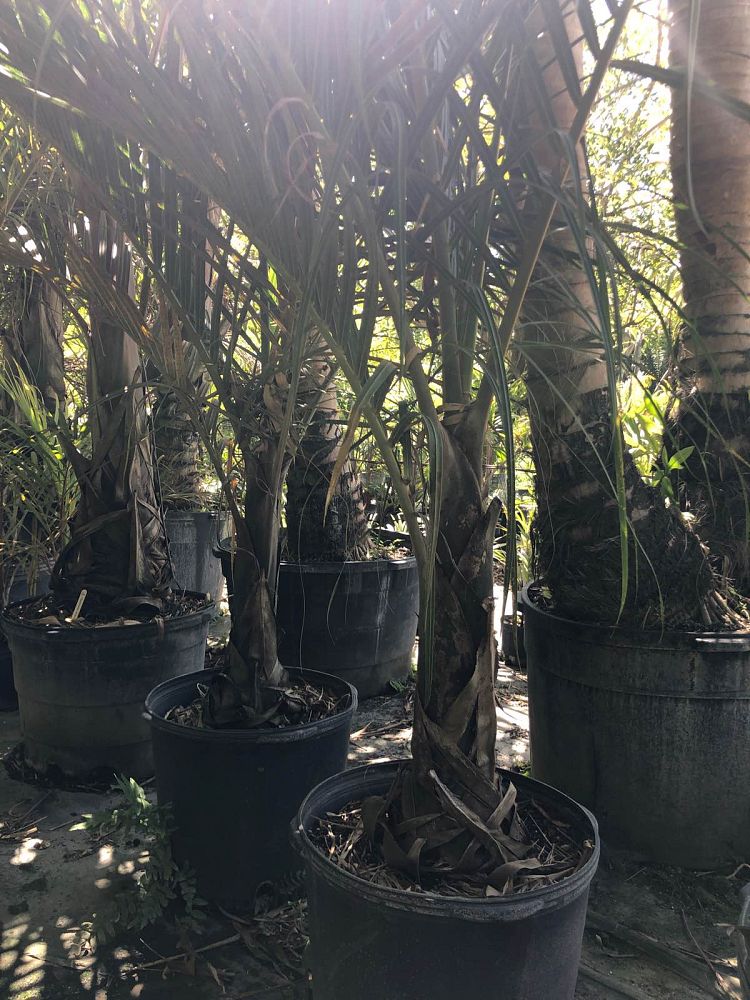 Gallery – Redland Nursery – Wholesale Nursery Homestead