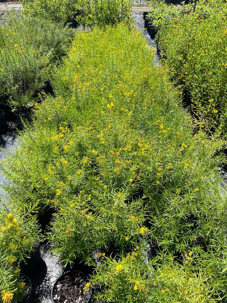 Superior Trees | plantANT.com