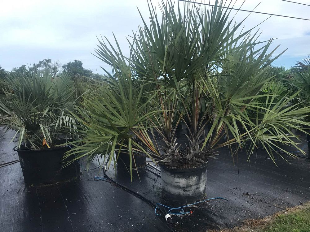 D'Asign Source Botanicals | plantANT.com