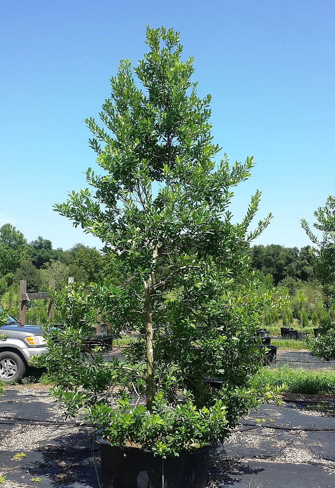 Field Grown Bush, Grade #1, 6ft HT