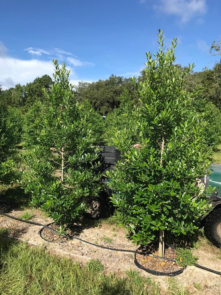 Slay's Trees | plantANT.com