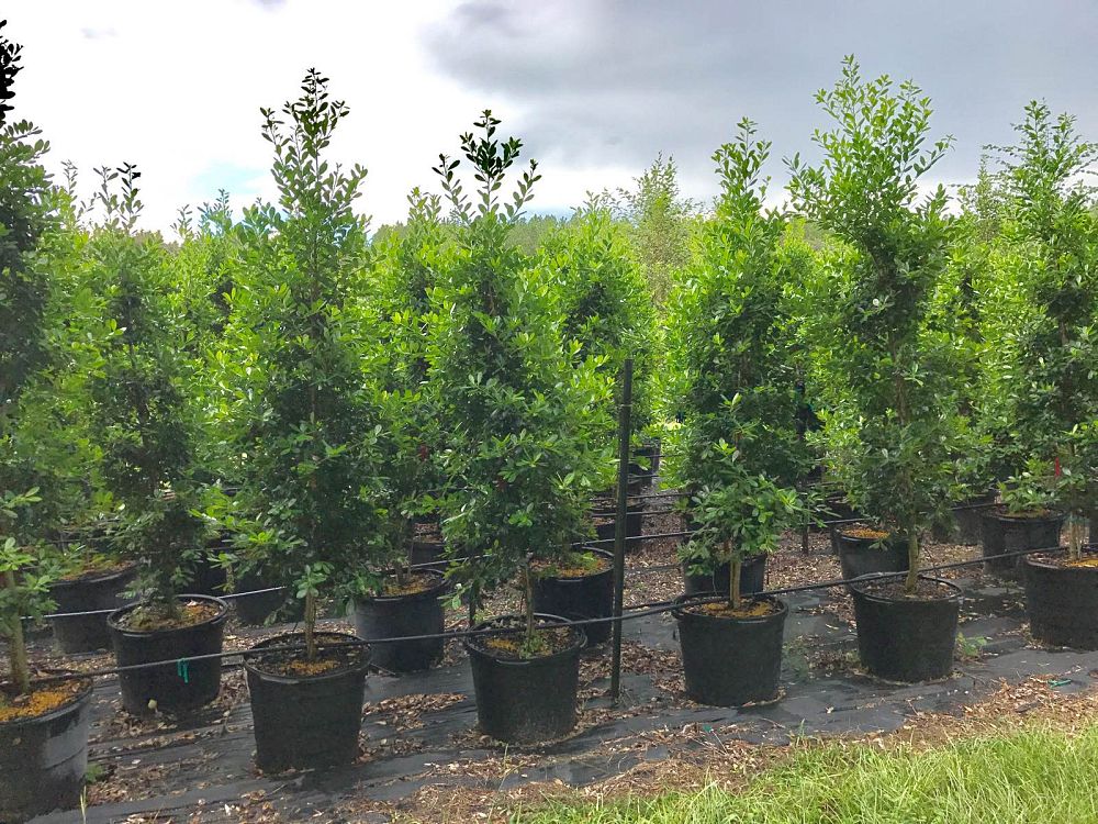 Image Gallery - Slay's Trees