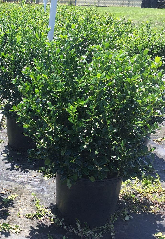 The Plant Connection,Inc. | plantANT.com