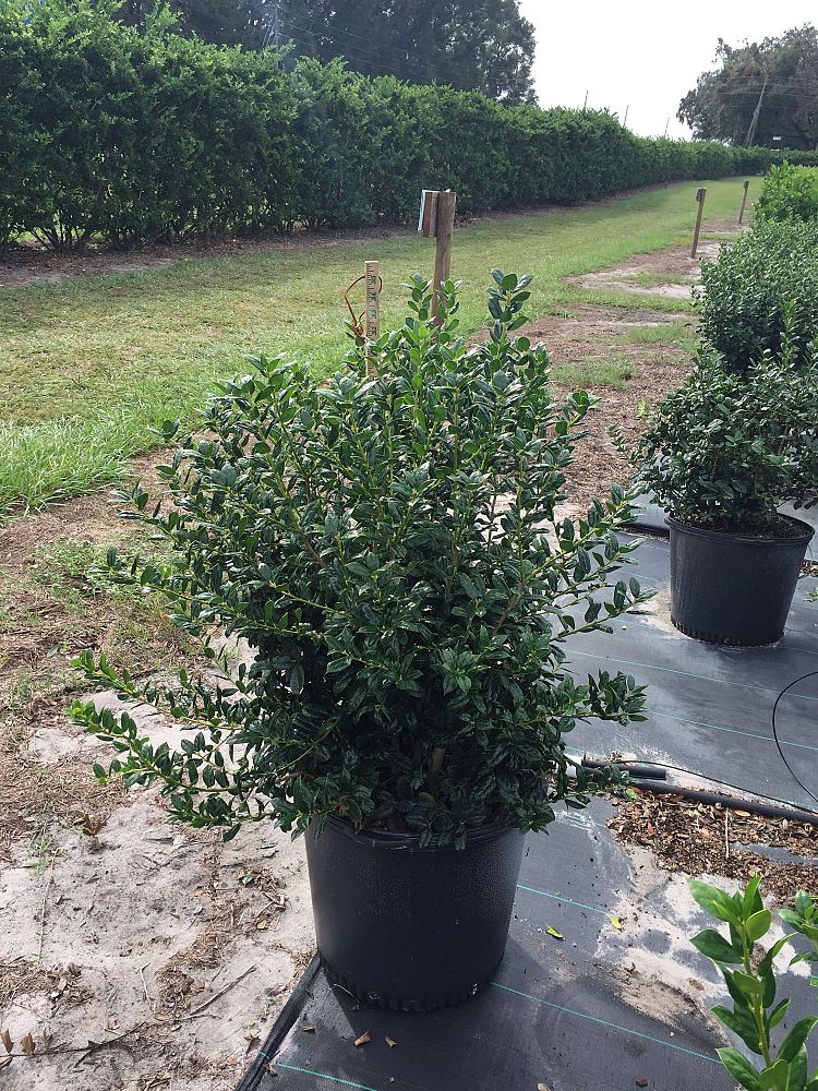 Brantley Nurseries | plantANT.com