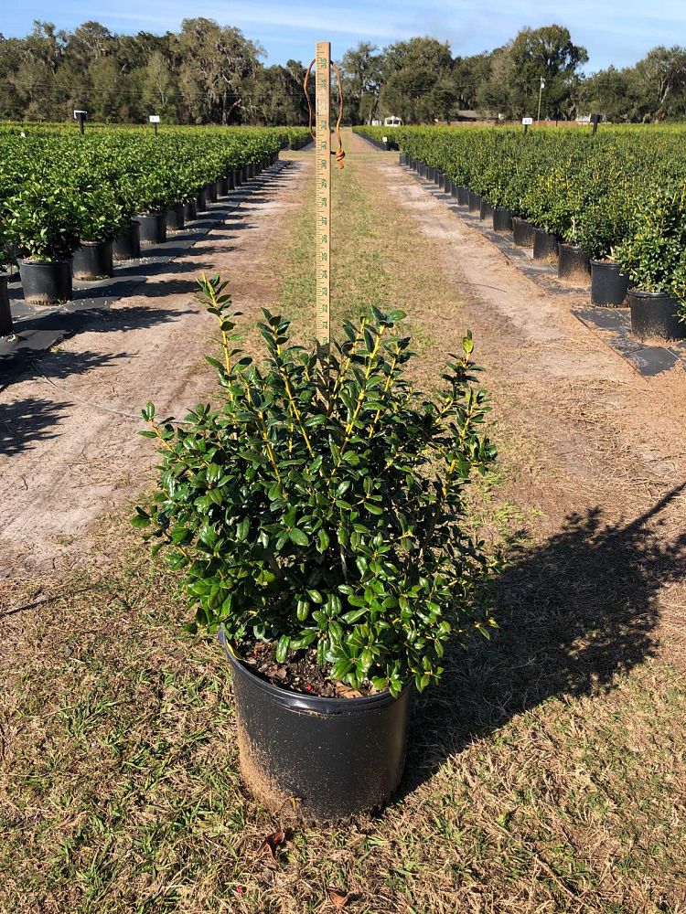 Brantley Nurseries | plantANT.com