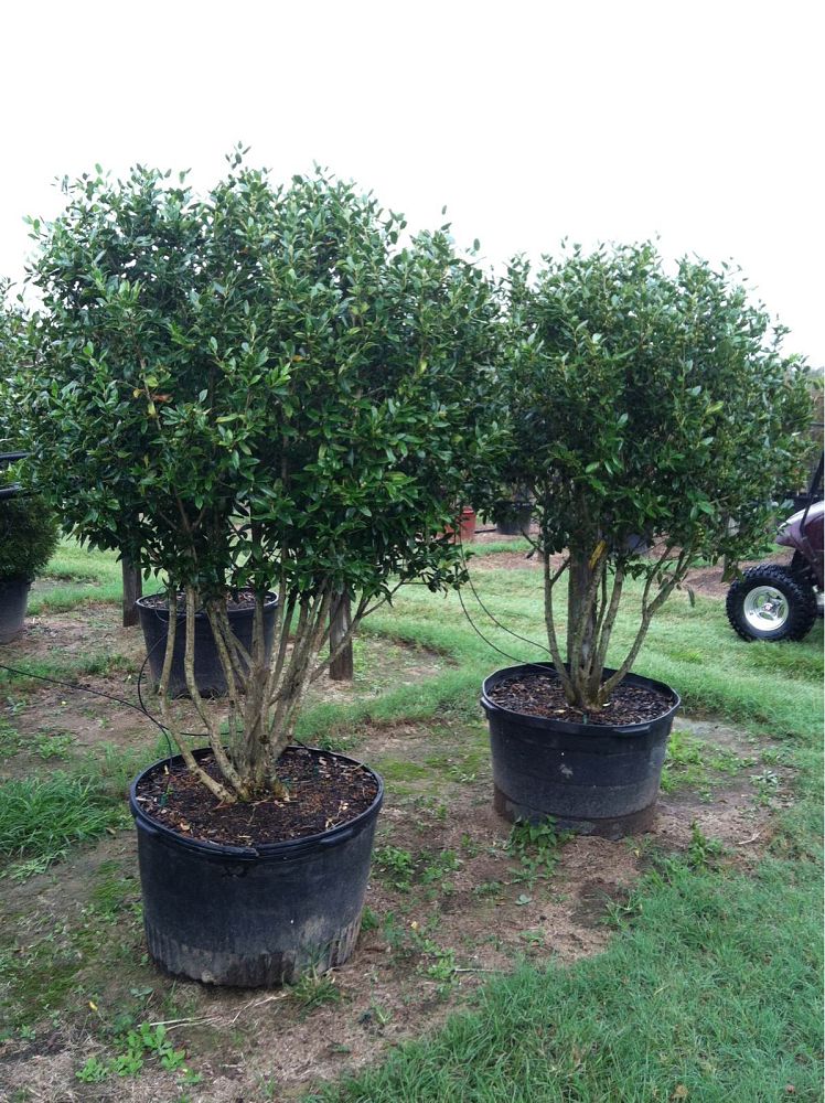 Ilex cornuta 'Needlepoint', Chinese holly, Horned Holly