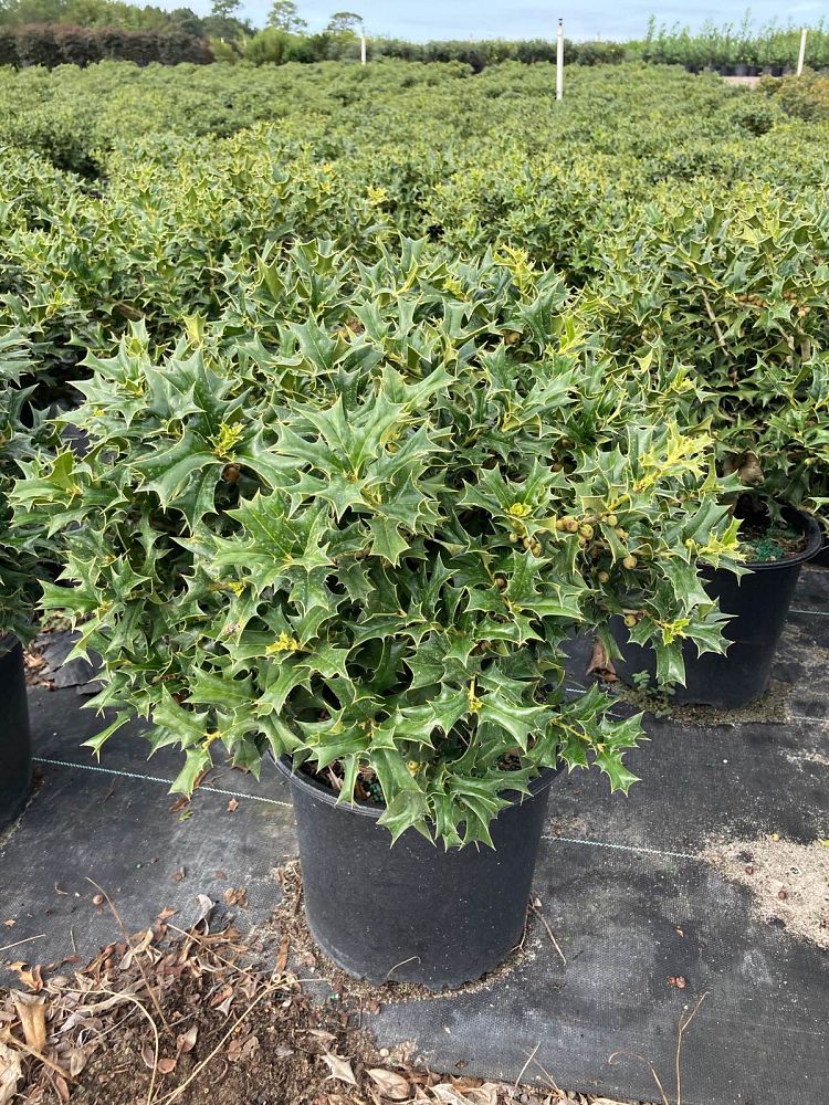 Salmon's Wholesale Nursery | plantANT.com