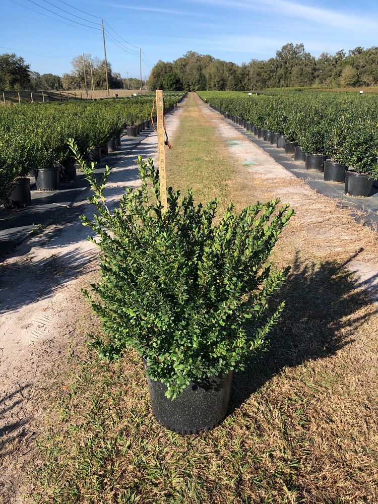 Brantley Nurseries | plantANT.com
