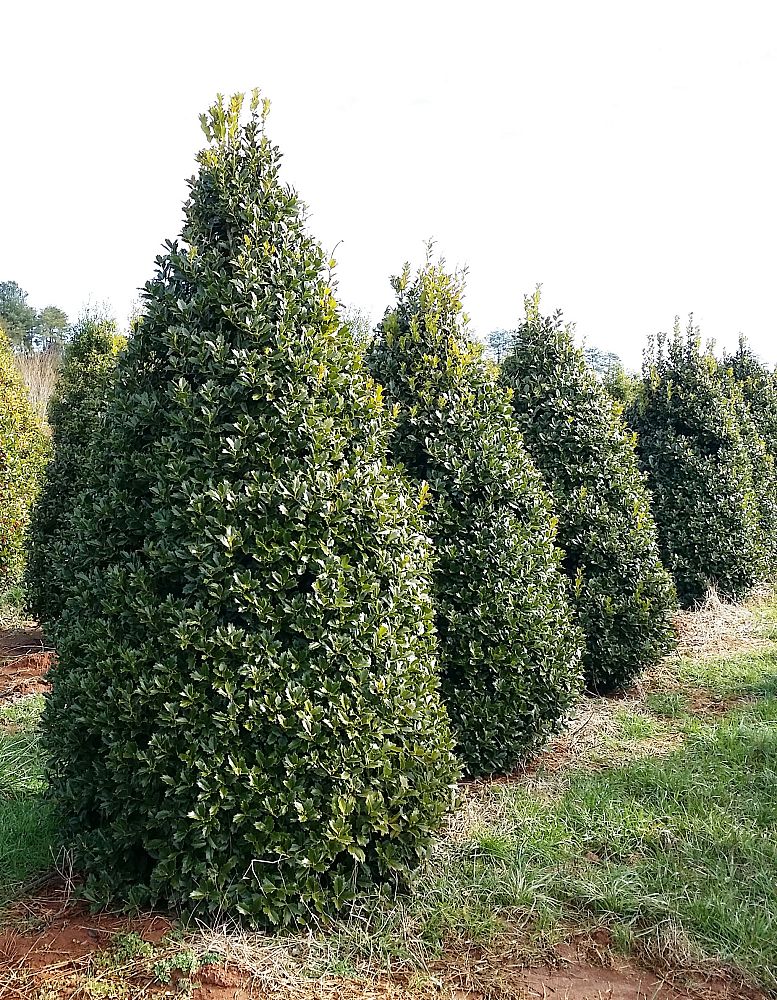 Ilex hybrid 'Conaf', Oak leaf (TM) Holly, Oakleaf Holly Field Grown ...