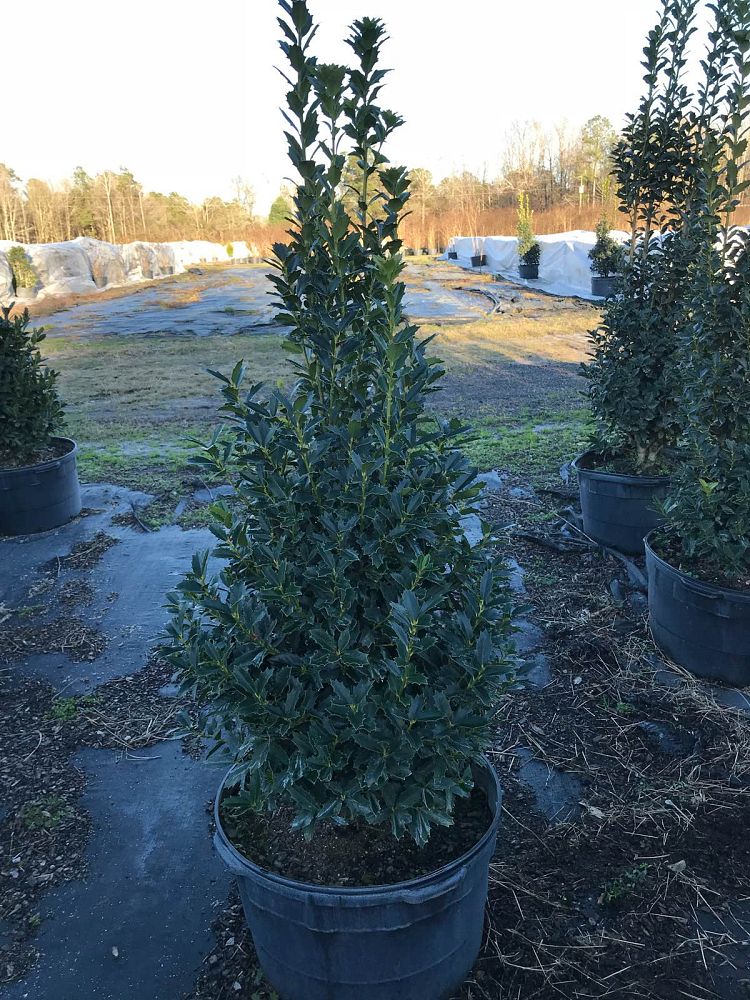 Brunson Wholesale Nursery | plantANT.com