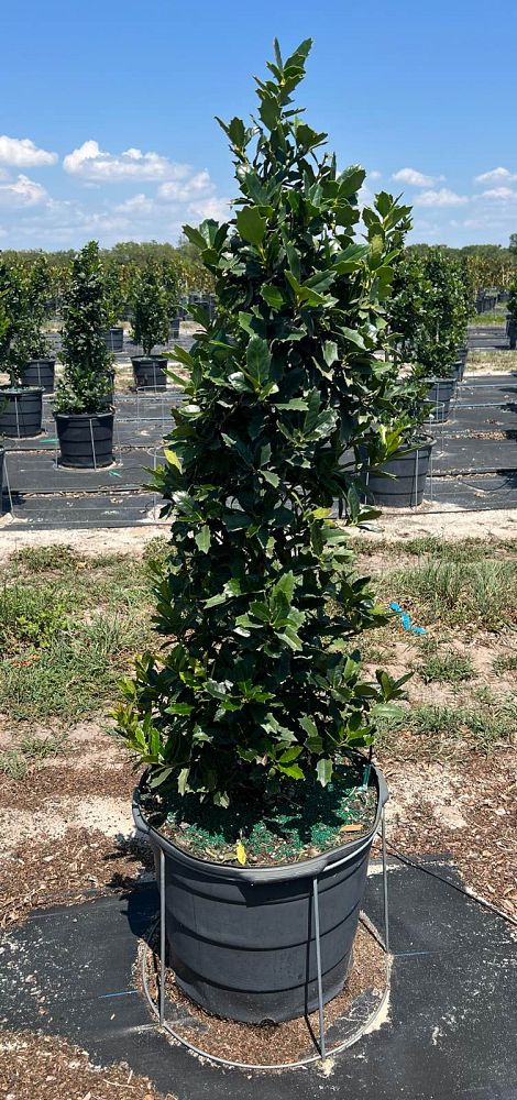 Treemendous Quality Growers | plantANT.com