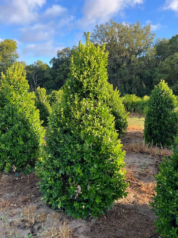 Treemendous Quality Growers | plantANT.com