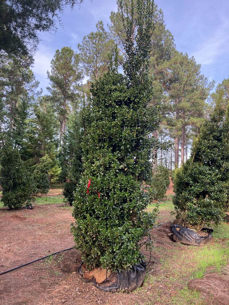 Brantley Farms Inc | plantANT.com