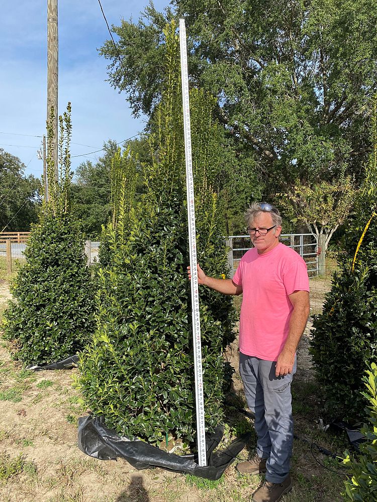 RC Trees | plantANT.com