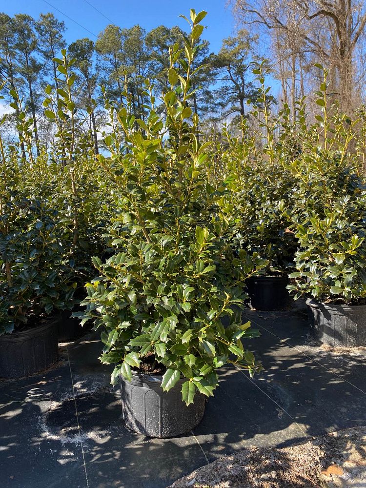 Sampson Nursery | plantANT.com