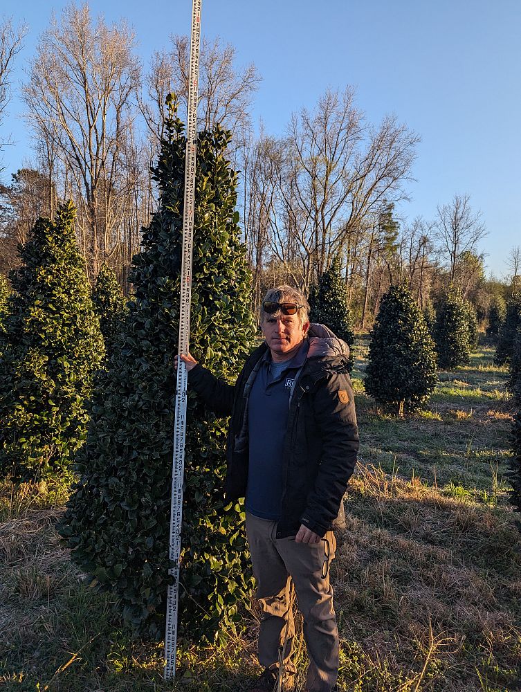 RC Trees | plantANT.com