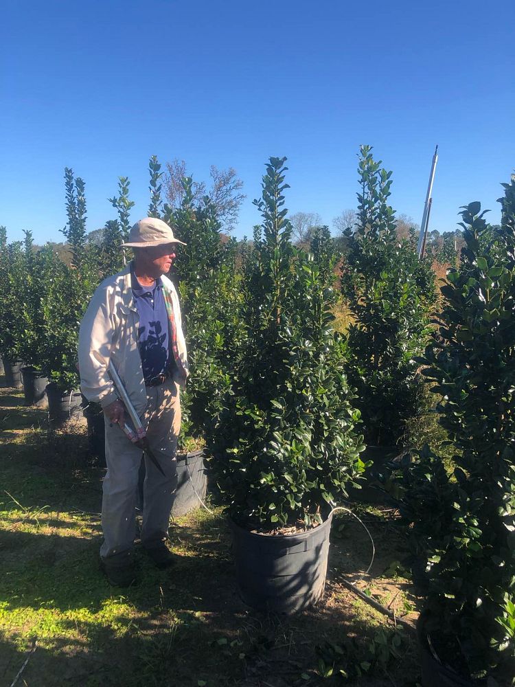 Evergreen Nursery | plantANT.com