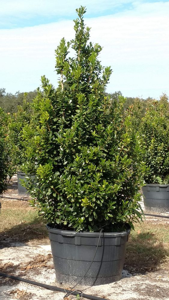 Bent Oak Tree Farm | plantANT.com