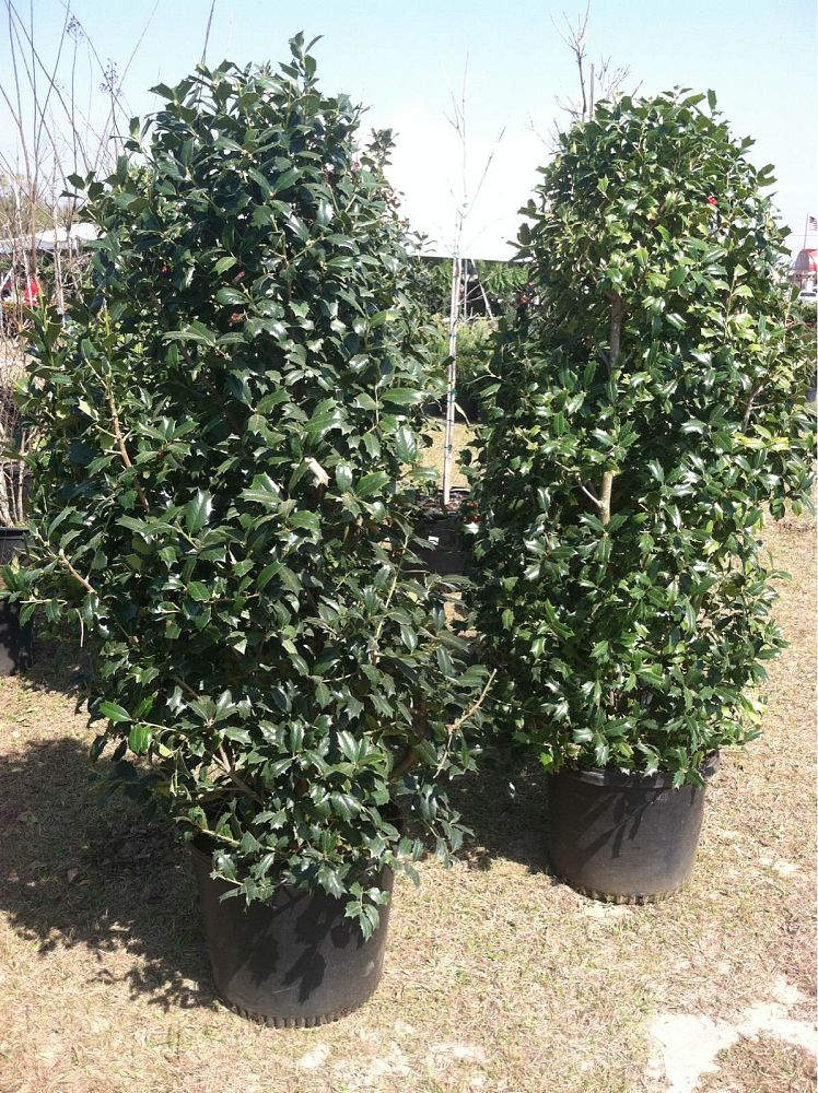 House Nursery Ltd | plantANT.com