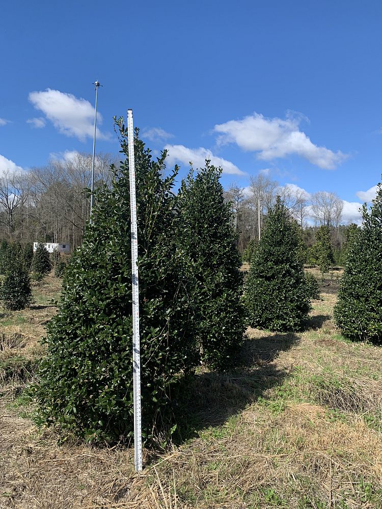 RC Trees | plantANT.com