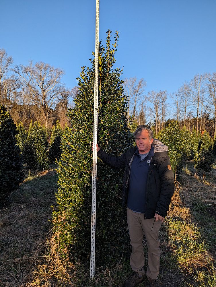 RC Trees | plantANT.com