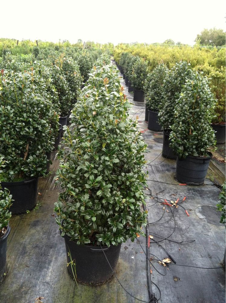Ashlock Wholesale Nursery,L.L.C | plantANT.com