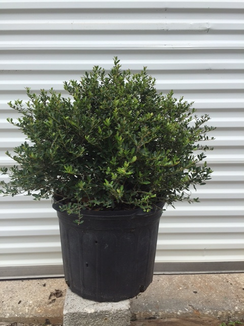 Advanced Botanicals, Inc. | plantANT.com