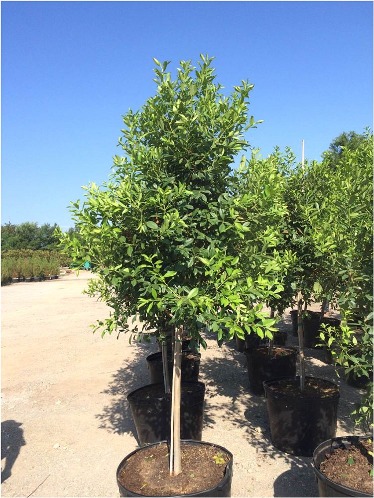 Ilex x attenuata 'Eagleston', Holly