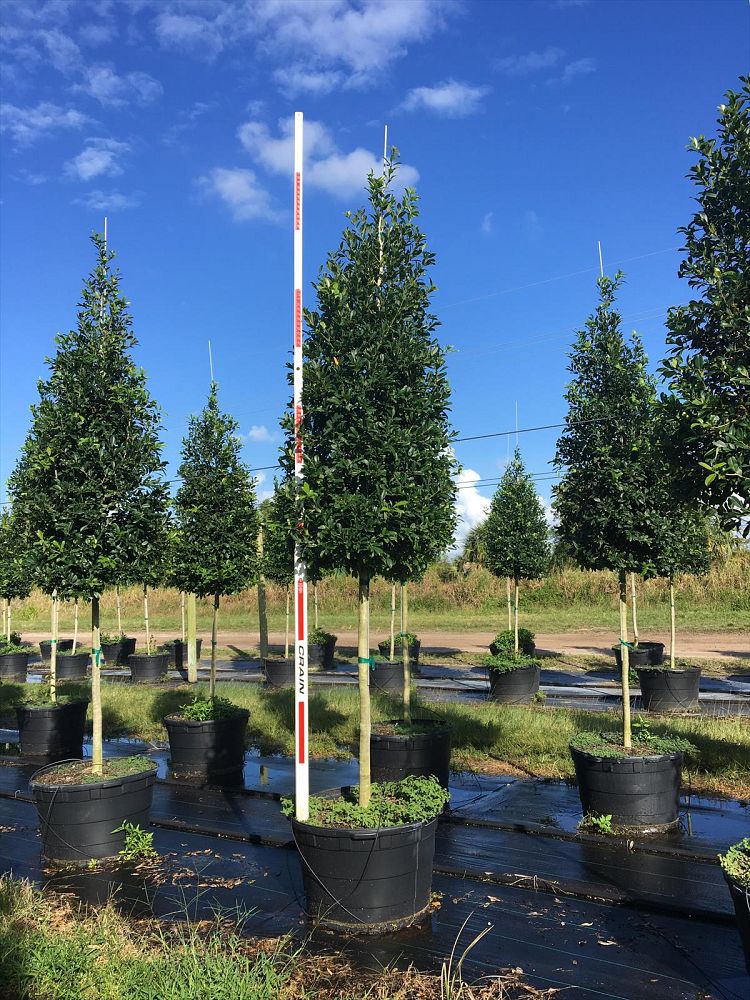 Full to Base, Grade #1, 10-12ft HT, 3ft Spr, 2-2.5in Cal